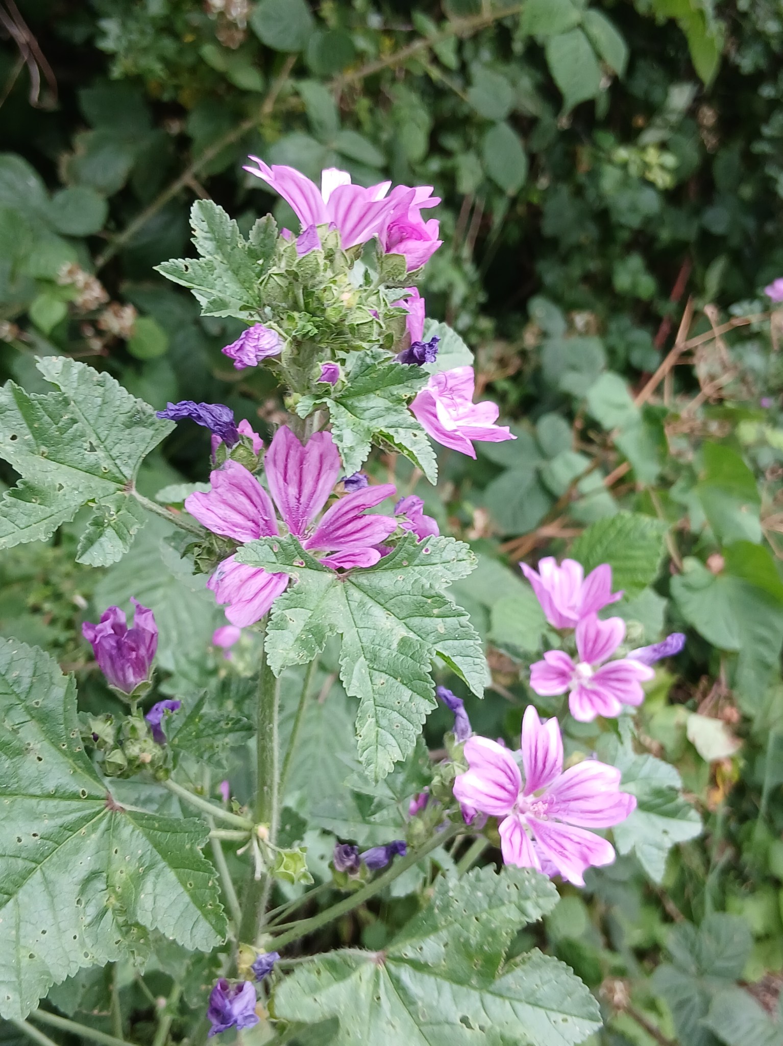 Fresh after the heatwave – The Dee and Thereabouts